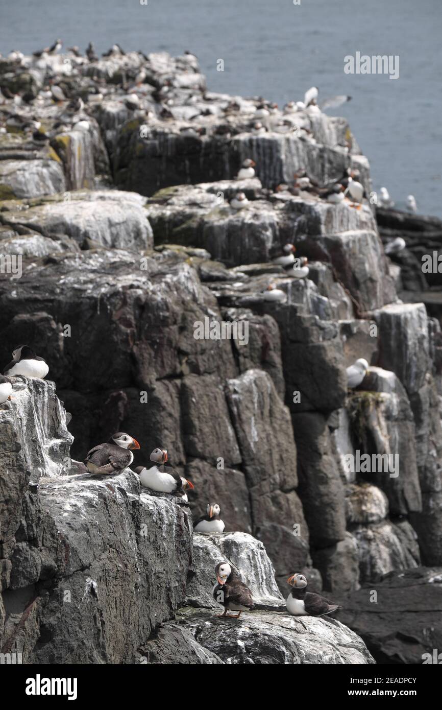Lundy island puffins hi-res stock photography and images - Alamy