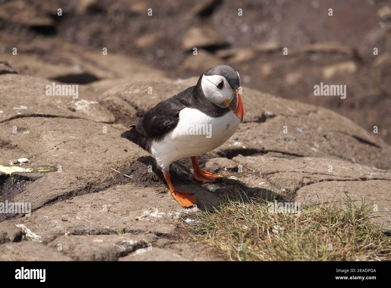 Lundy island puffin hi-res stock photography and images - Alamy