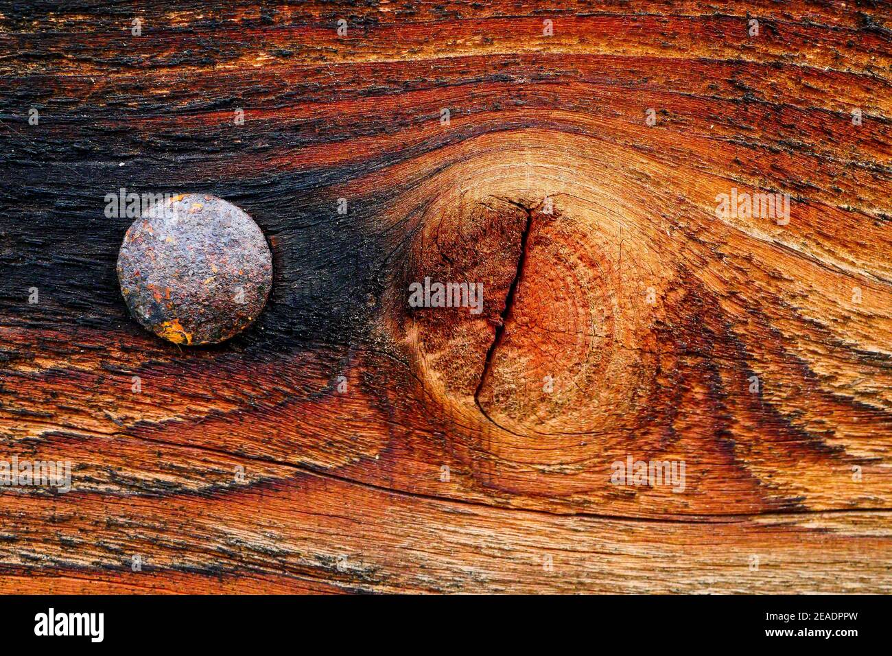 Knot and metal rivet in a wooden plank, close-up view, France Stock ...