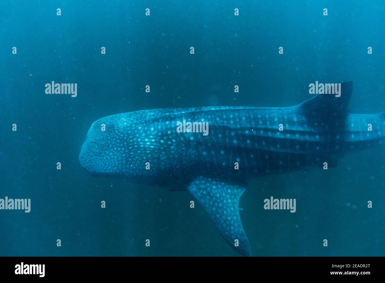 Whale shark swimming in the philippines hi-res stock photography and ...