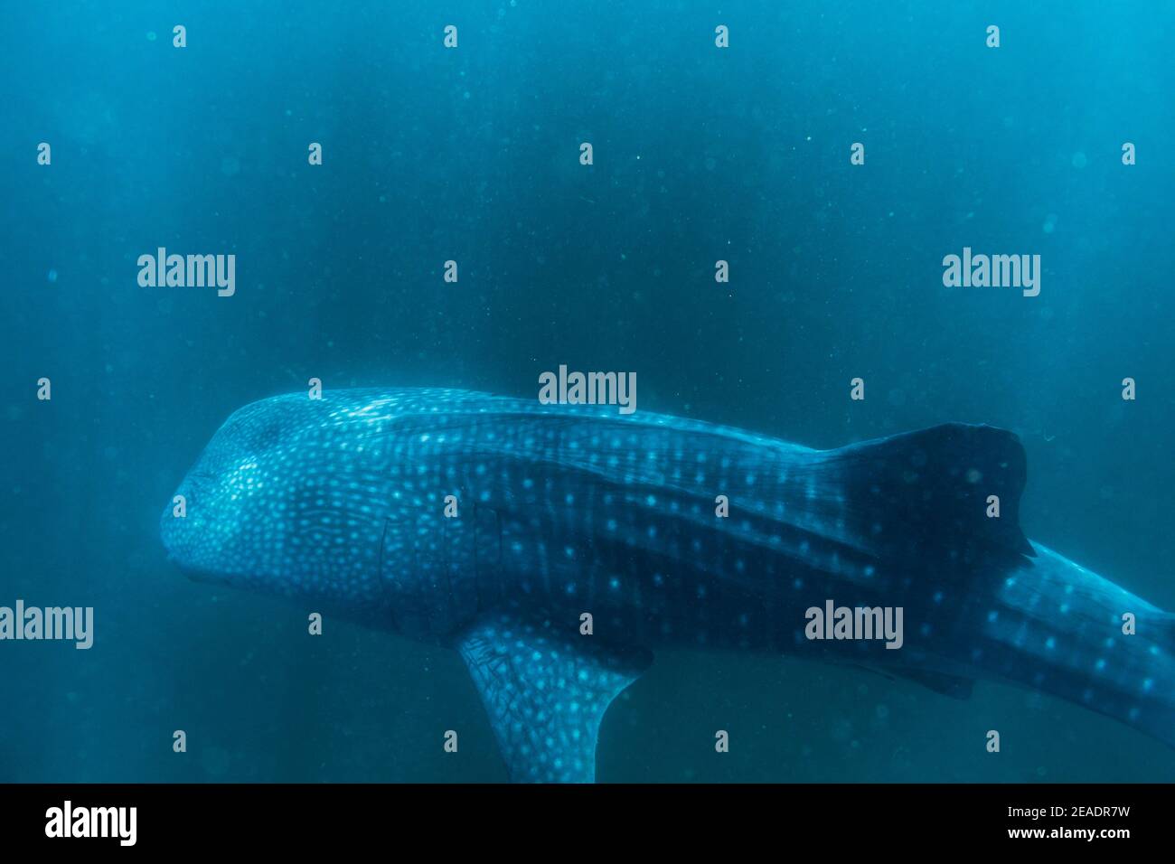 Whale shark swimming in the philippines hi-res stock photography and ...