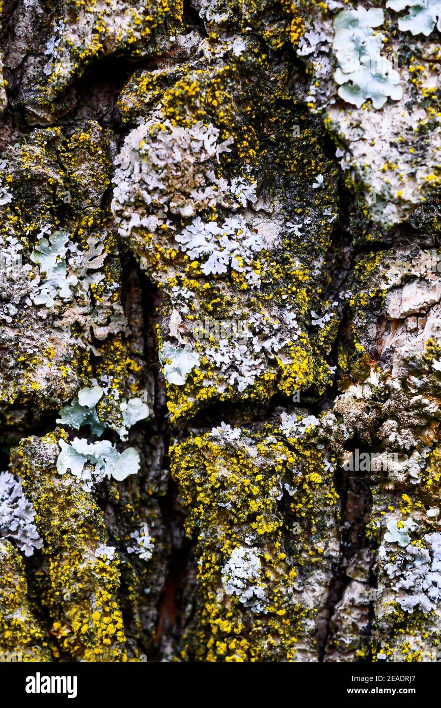 Lichens, close-up view, France Stock Photo - Alamy