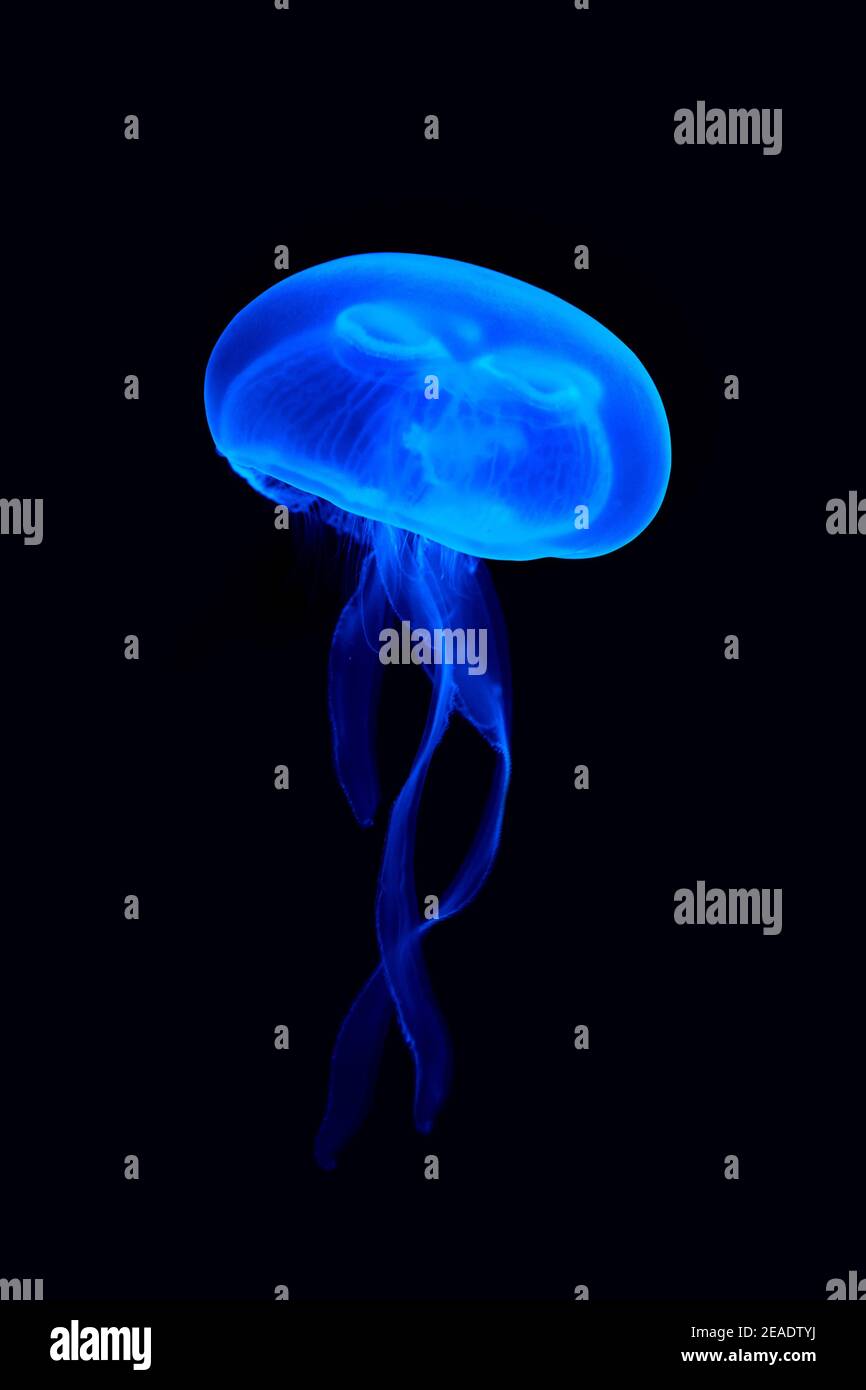 Jellyfish floating in a water Stock Photo - Alamy