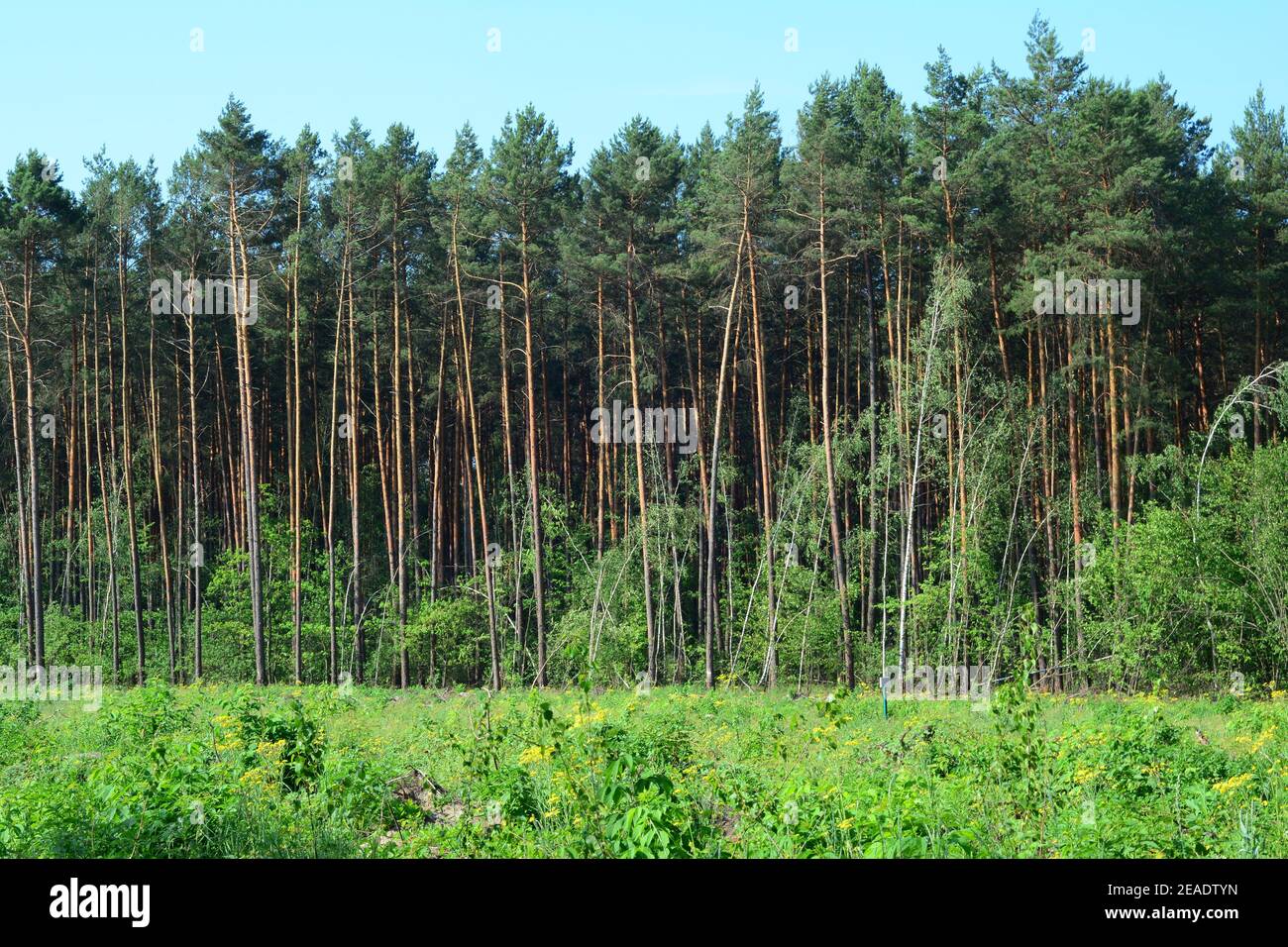 A clearcut logging area near the forest of pine trees at risk of ...