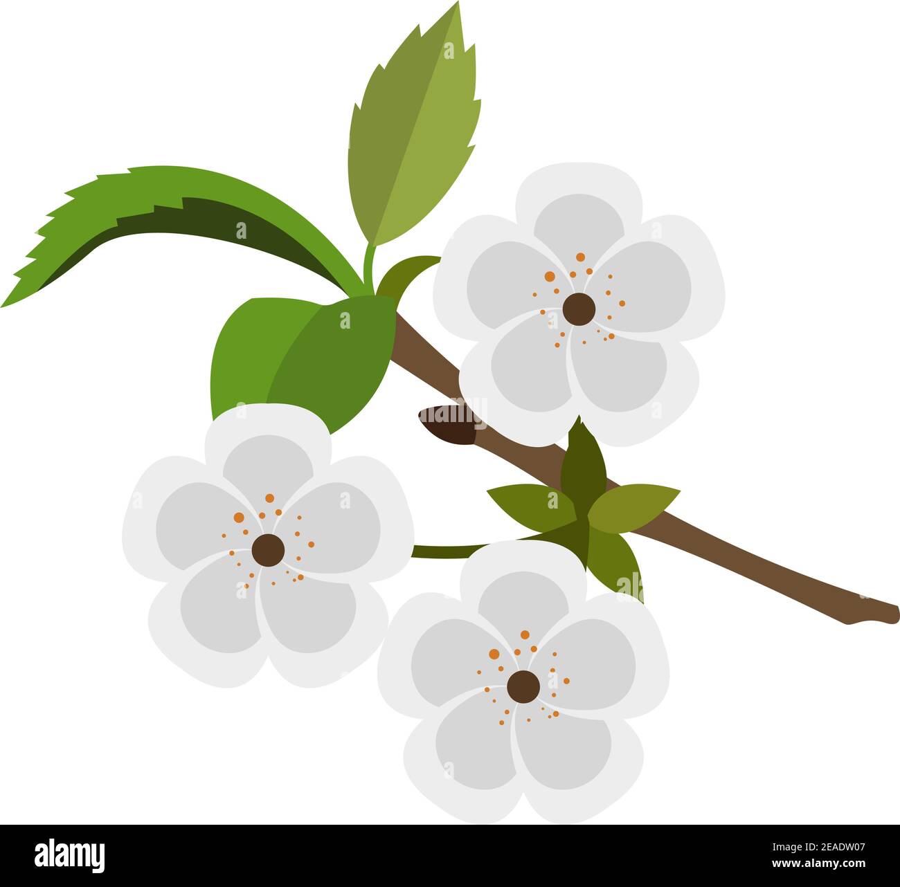 Pear tree blooming Stock Vector Images - Alamy
