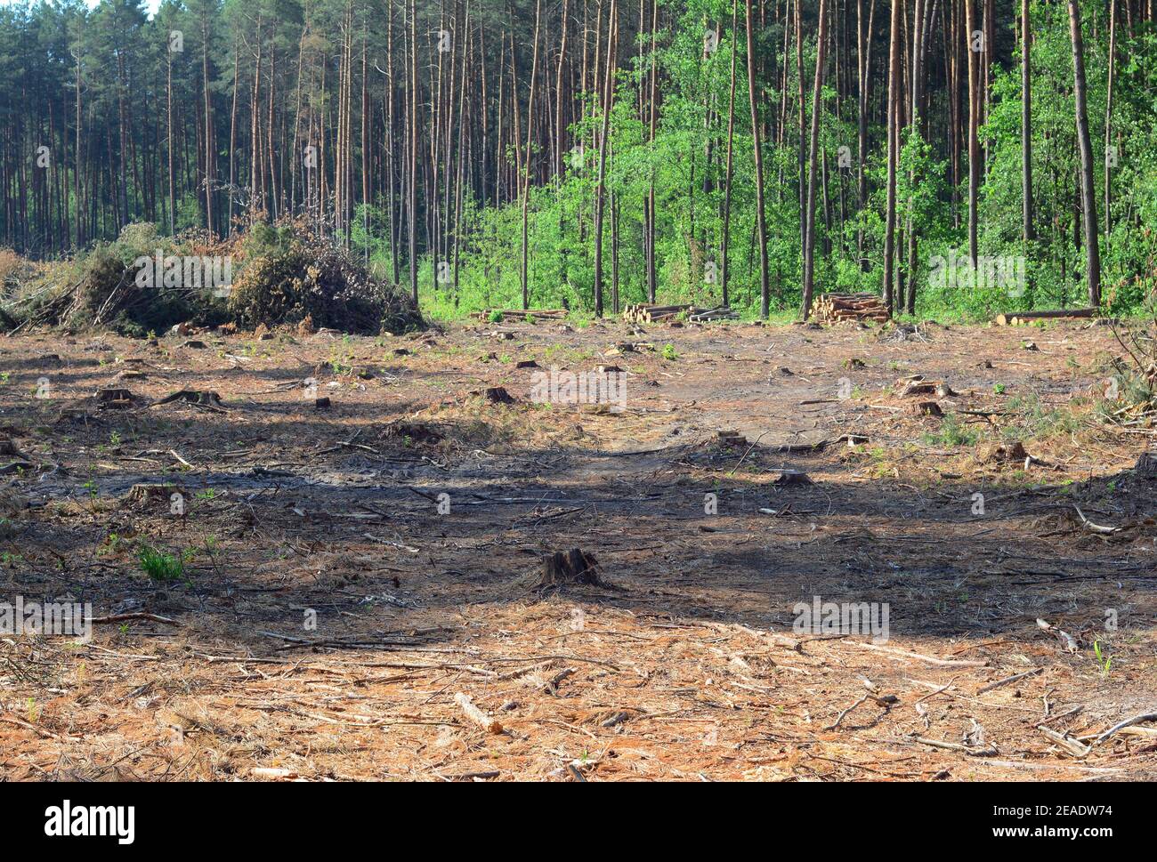 Clearcut logging area in the forest with pine trees cut down as a form ...