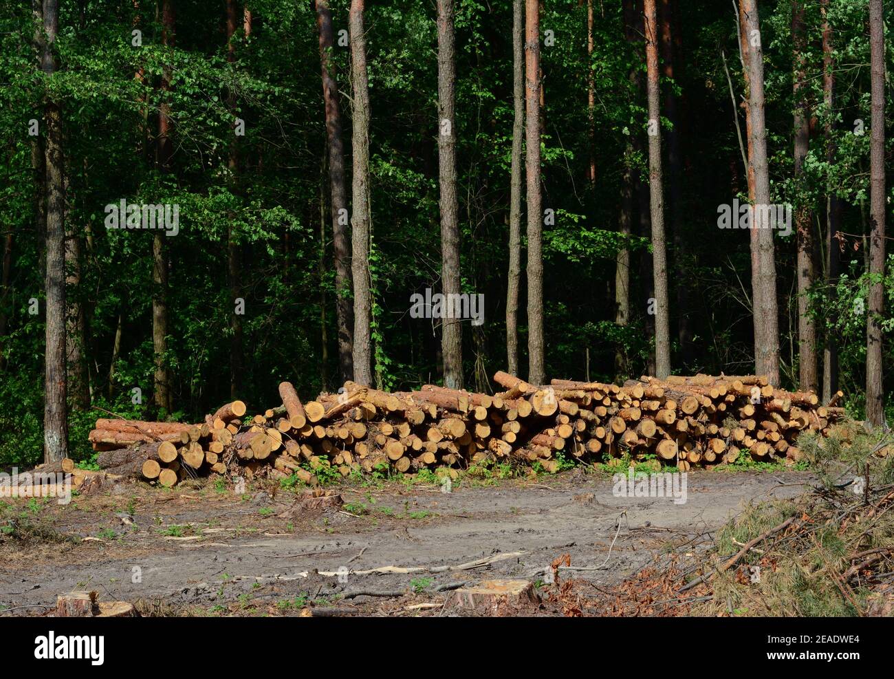 Forest harvest, deforestation as a cause of climate change, logging ...