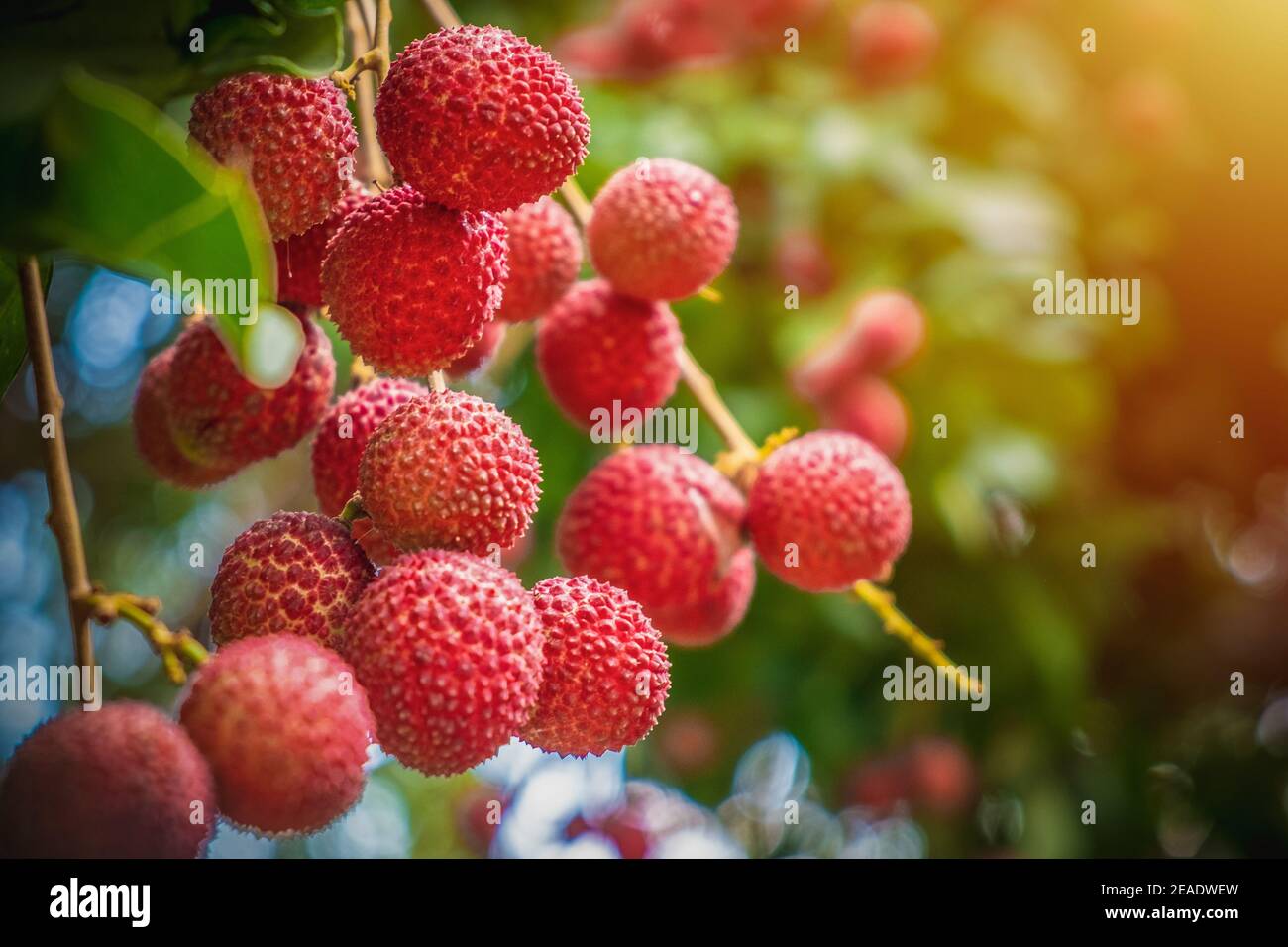 Close up ripe lychee fruits on tree in the plantation,Thailand Stock ...