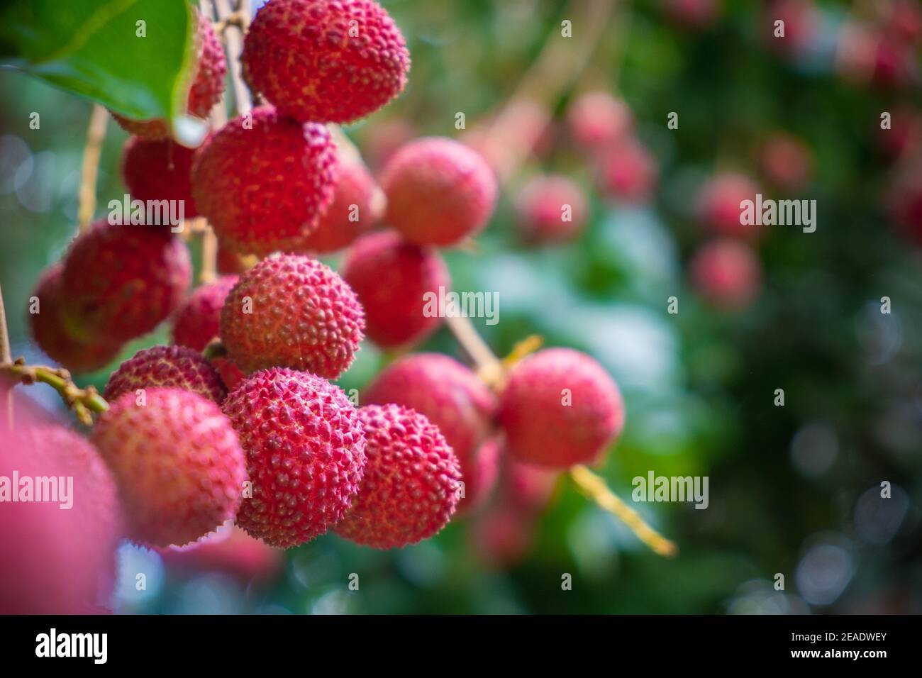 Close up ripe lychee fruits on tree in the plantation,Thailand Stock ...