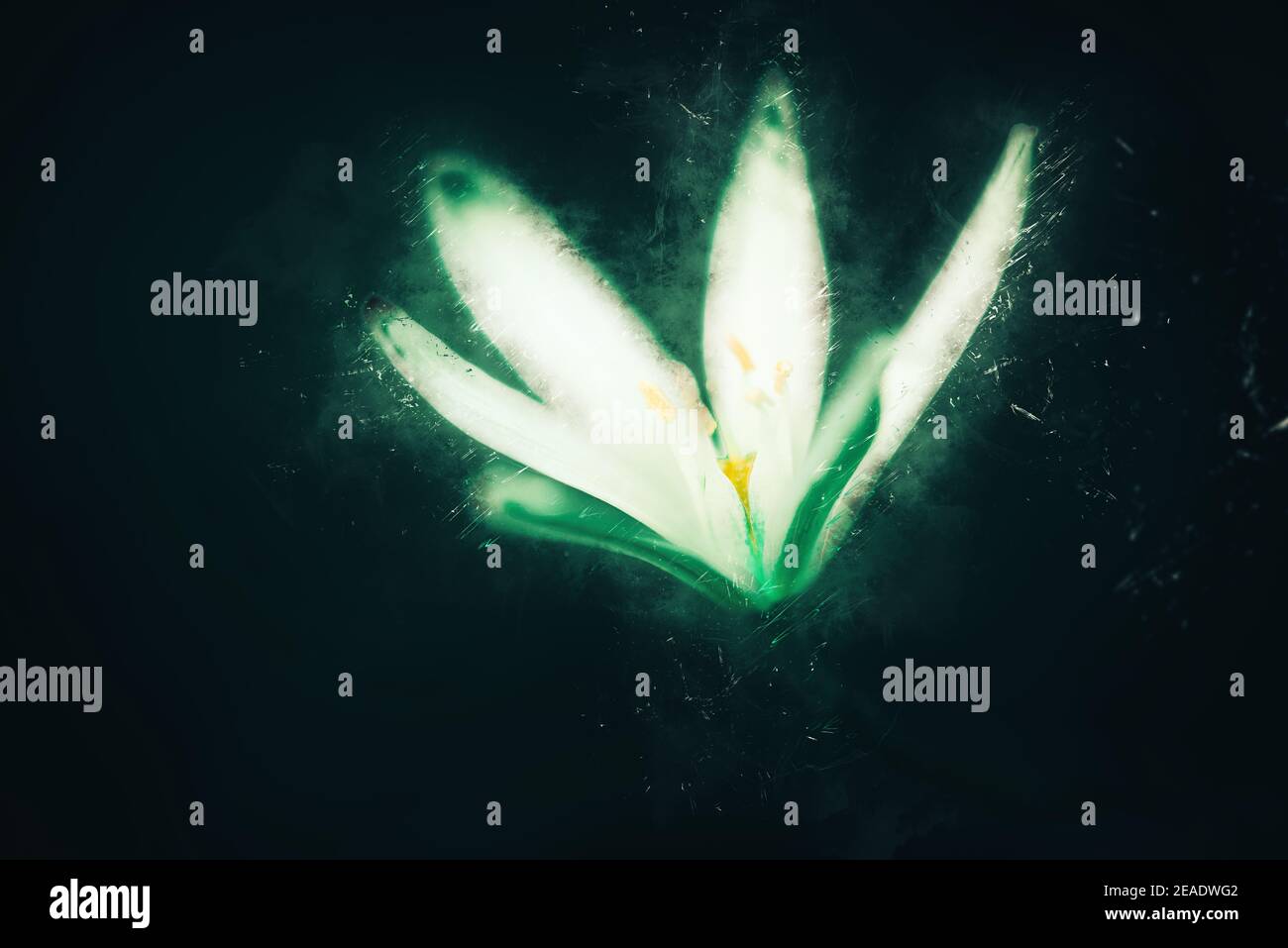 White flower on green blurred background Botany and green backgrounds ...