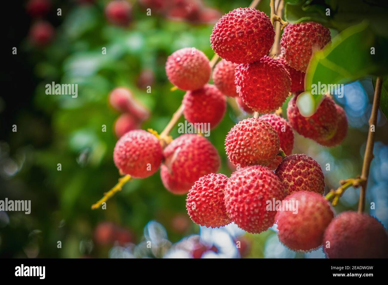 Ripe lychee fruits hi-res stock photography and images - Alamy