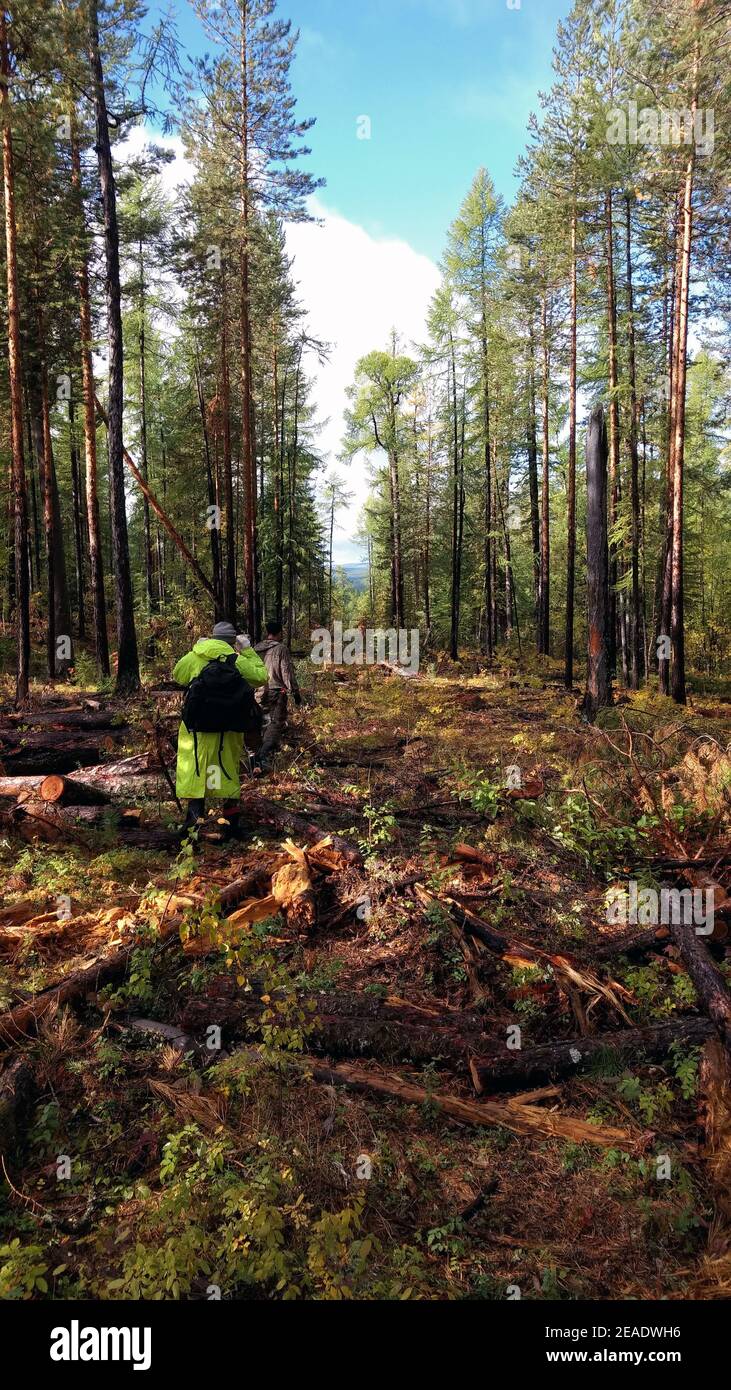 Siberian taiga forest hi-res stock photography and images - Alamy