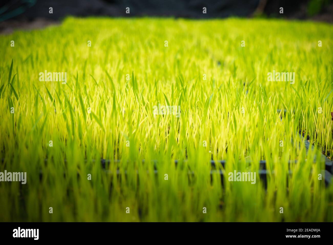 Seedlings of rice ready for planting in rice field Stock Photo - Alamy