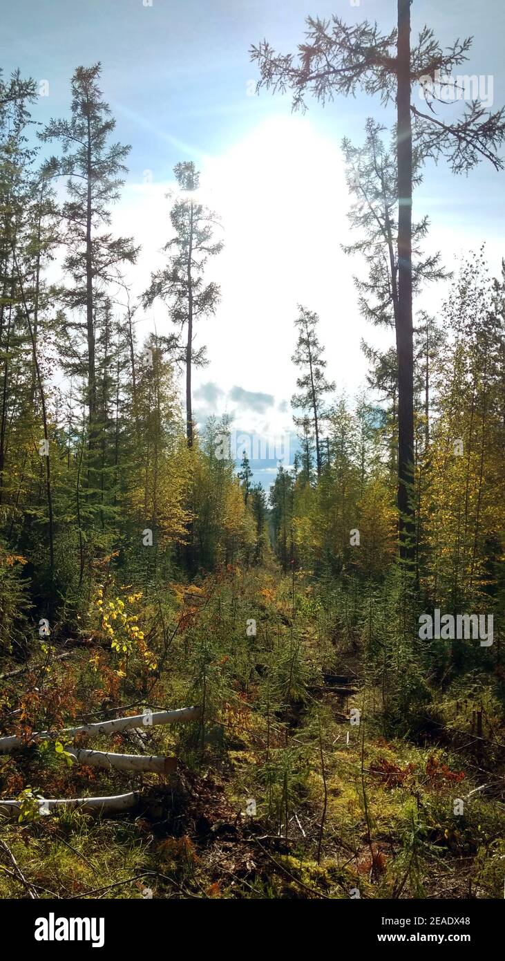 Taiga trail. Autumn in the taiga, tall larch trees Stock Photo - Alamy