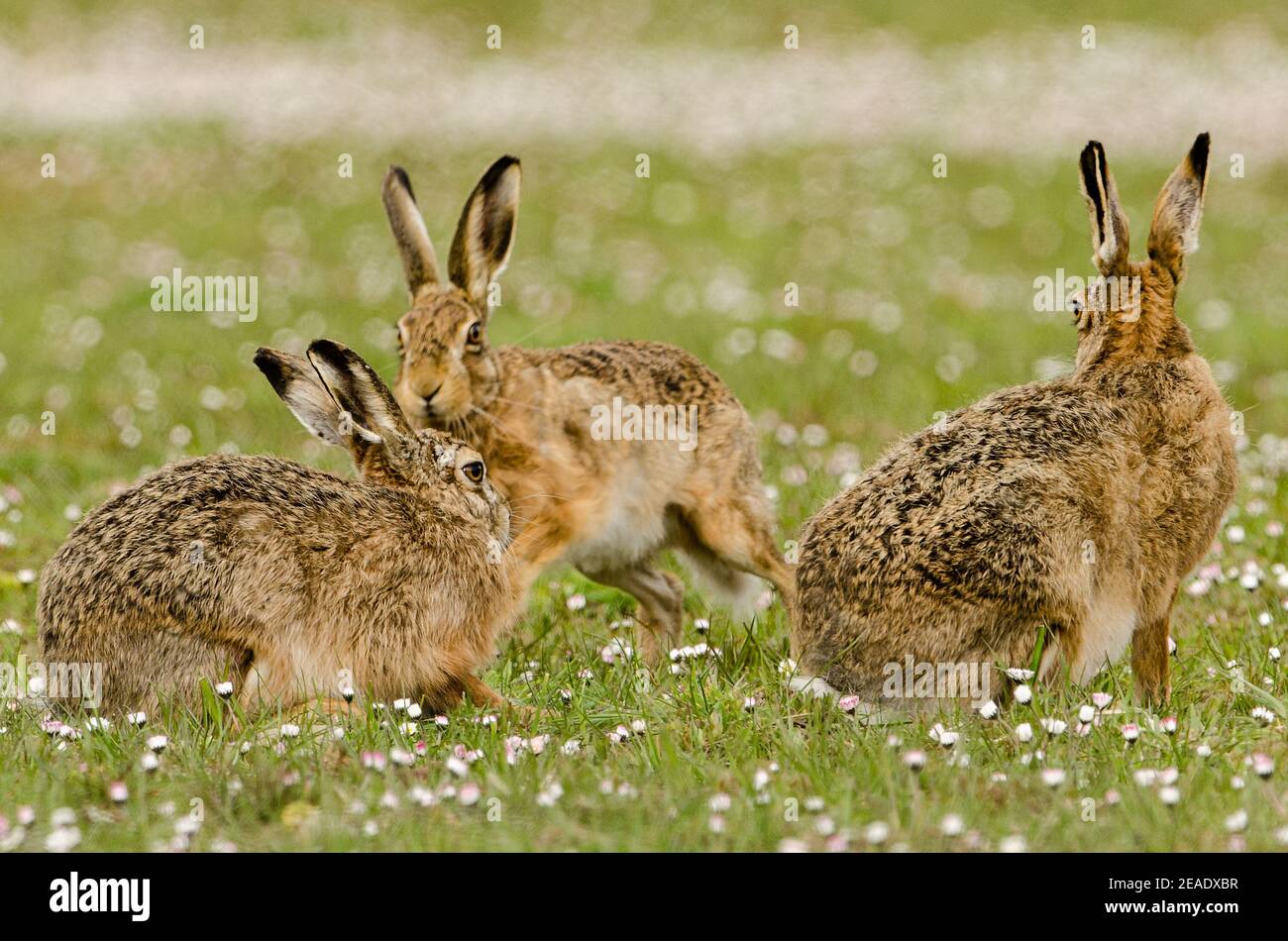 Close up three cameras in hi-res stock photography and images - Alamy