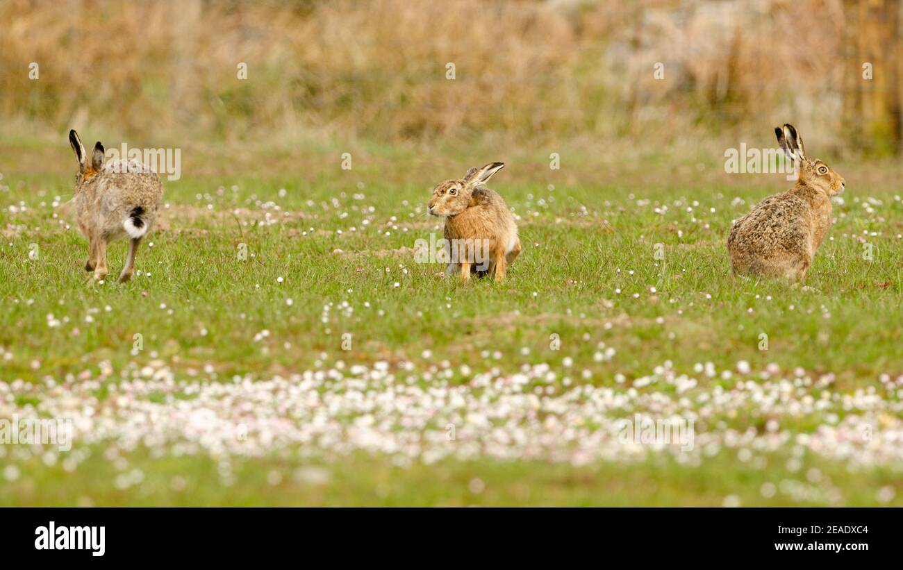 Pose for cameras hi-res stock photography and images - Alamy