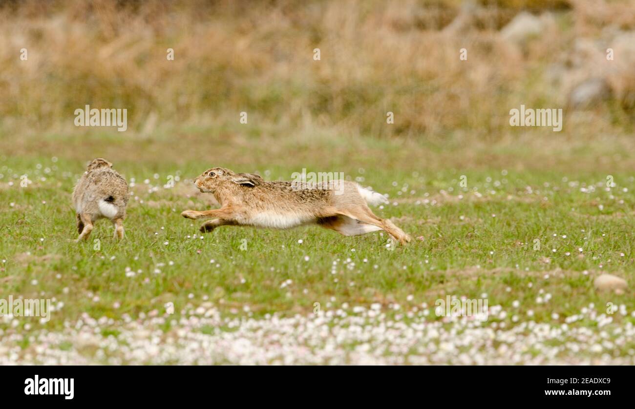 Two Hares chasing at breeding season Stock Photo - Alamy