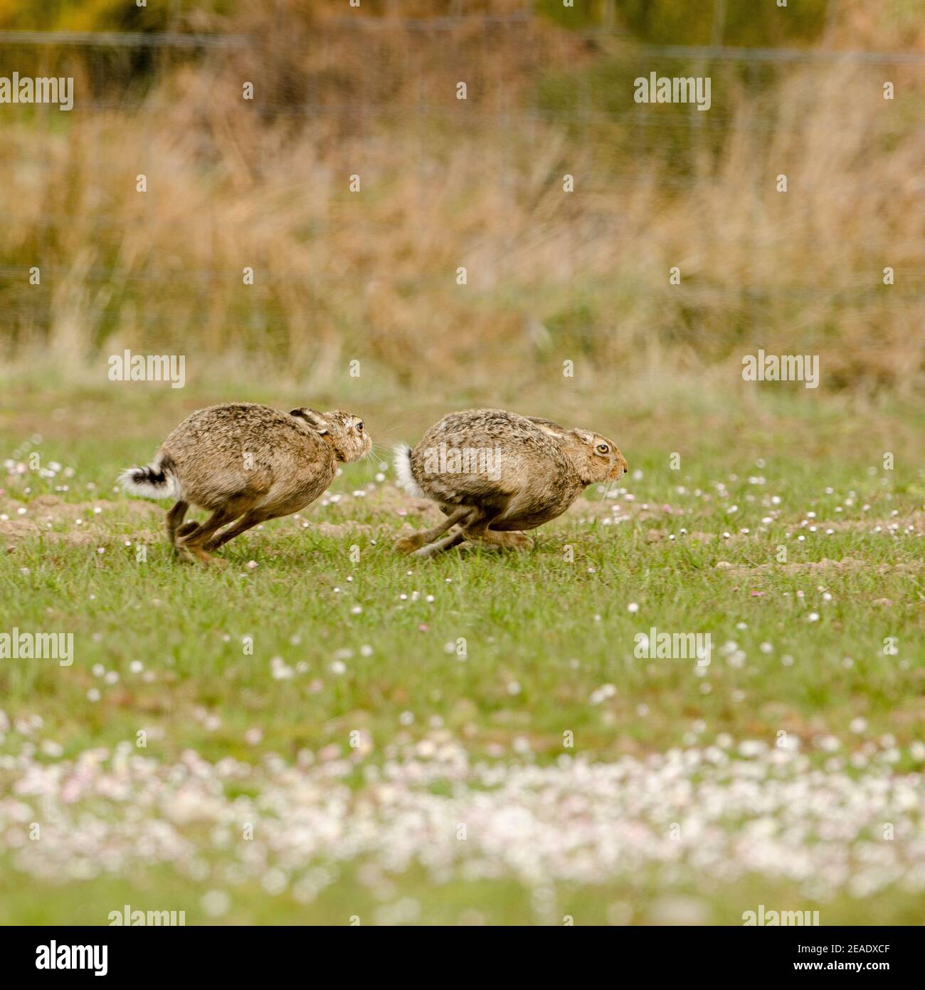 Two Hares chasing during breeding season Stock Photo - Alamy
