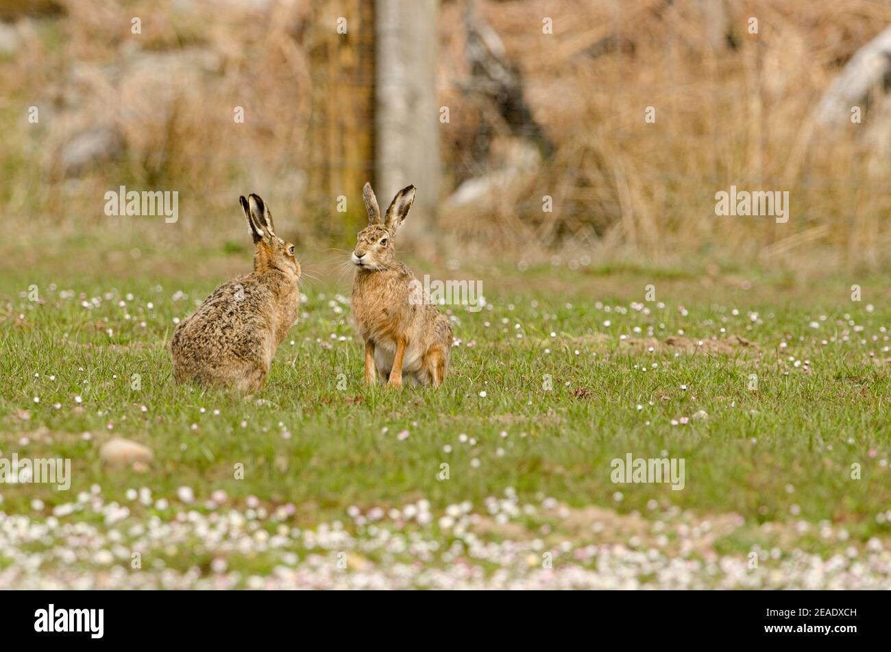 Two Hares squaring up at breeding time Stock Photo - Alamy