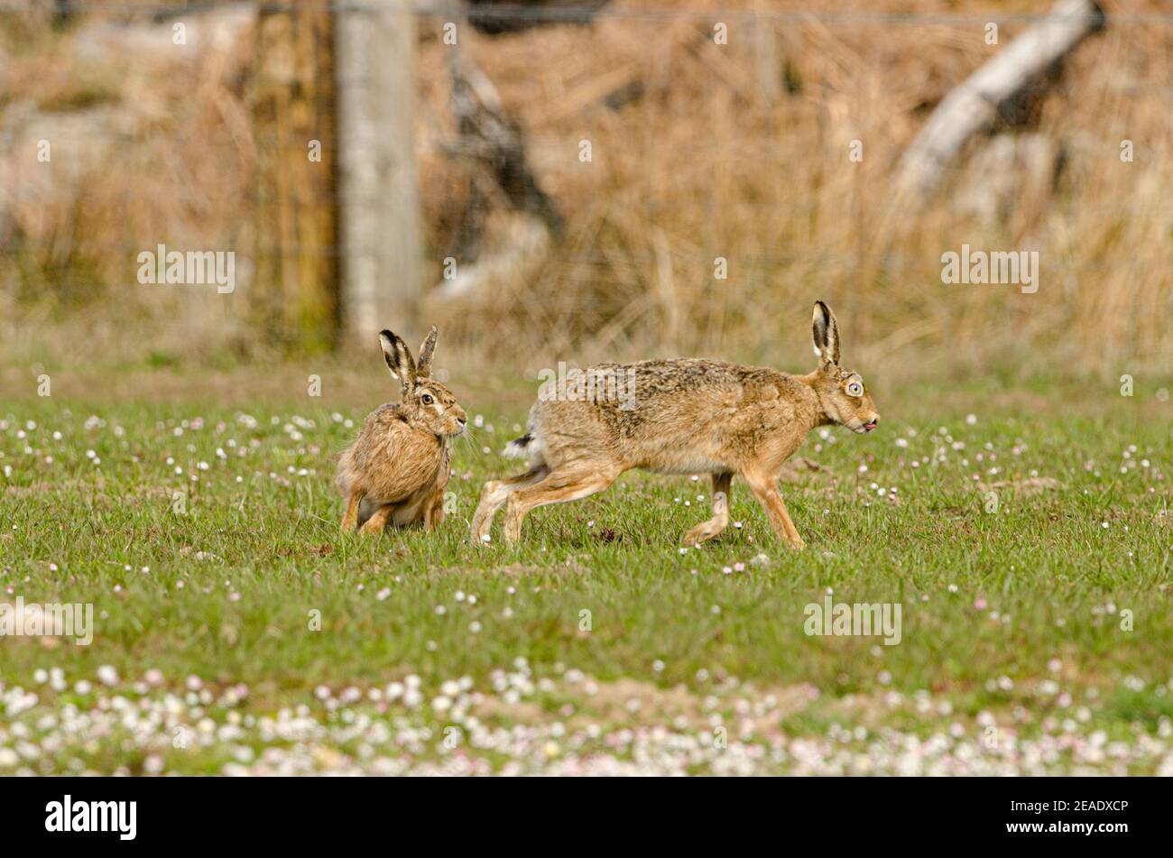Hares chasing each other Stock Photo - Alamy