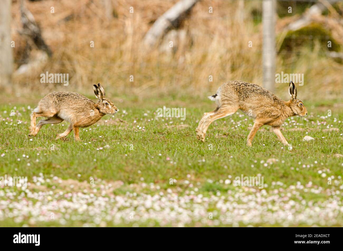 Breeding hares hi-res stock photography and images - Alamy