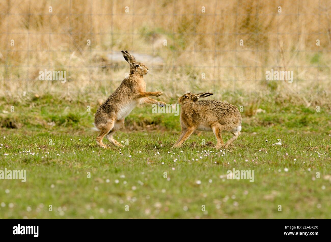 Two brown hares hi-res stock photography and images - Alamy