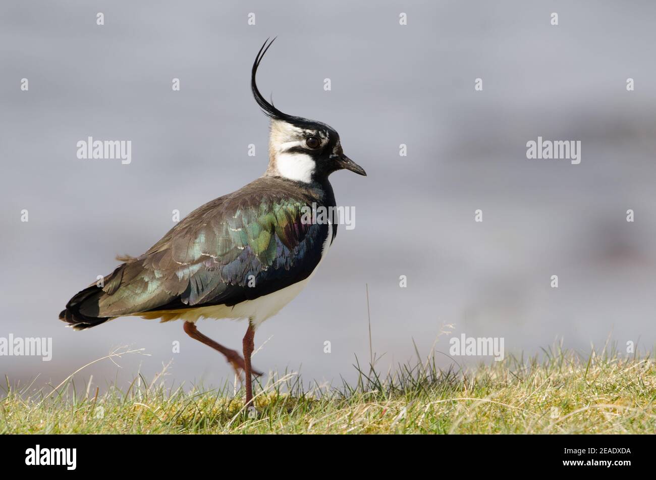 Male Lapwing in close-up Stock Photo - Alamy