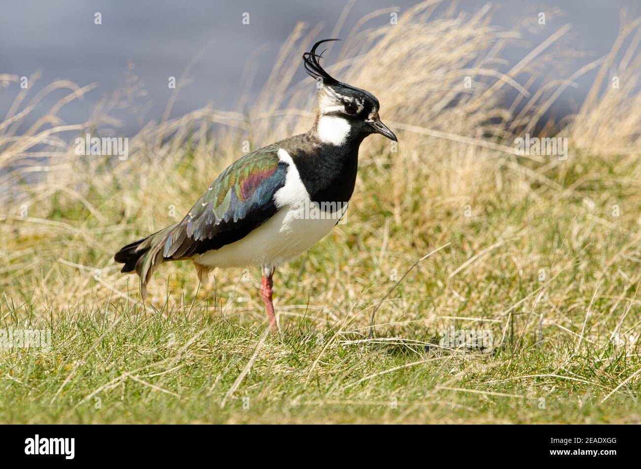 Male lapwing on grass Stock Photo - Alamy