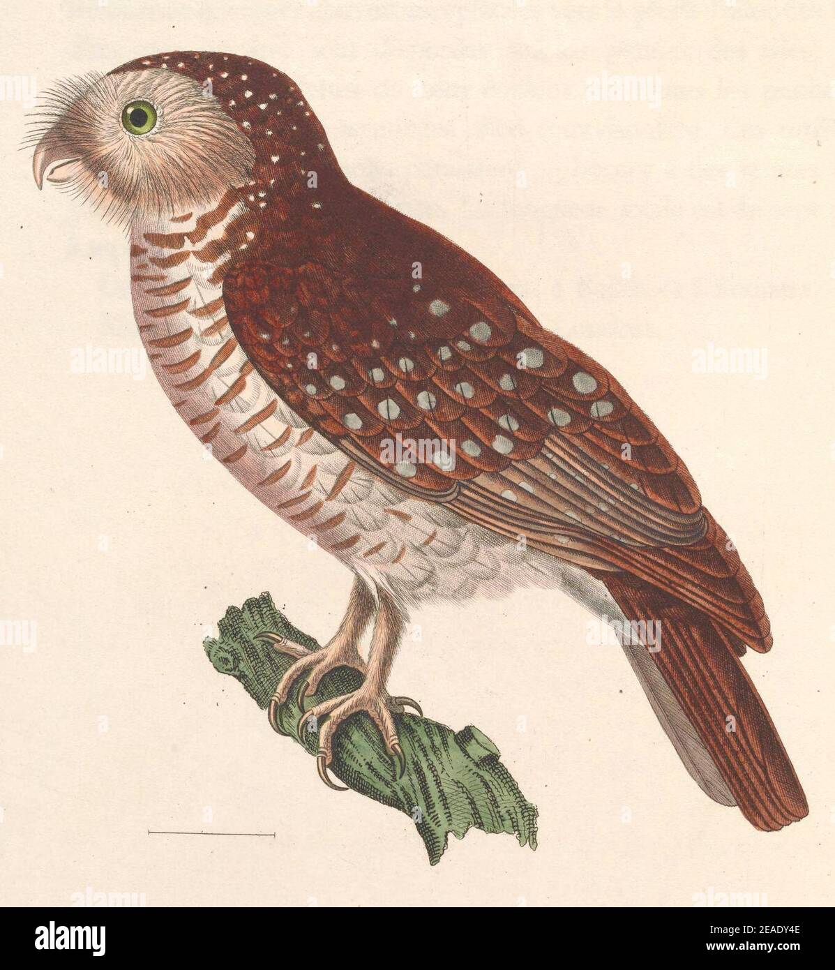 Ninox scutulata hi-res stock photography and images - Alamy