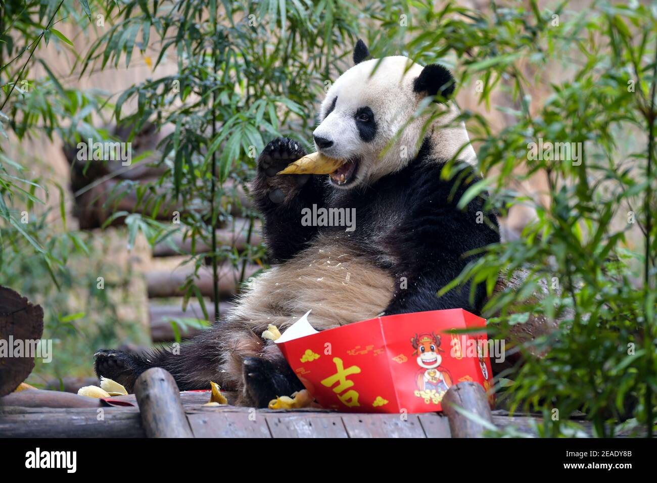 Haikou City, China. 09 Feb 2021: As Spring Festival is coming, giant ...