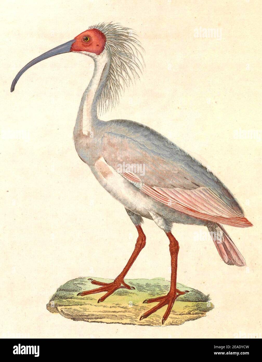 Nipponia nippon hi-res stock photography and images - Alamy