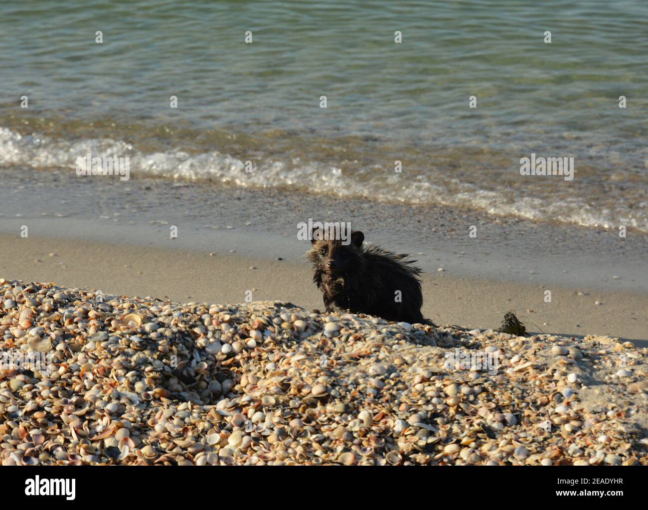 Racon dog hi-res stock photography and images - Alamy