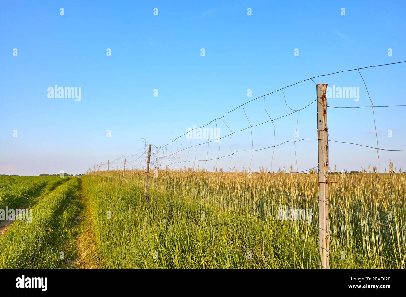 Agricultural field boundary wire fence against the blue sky at sunset ...