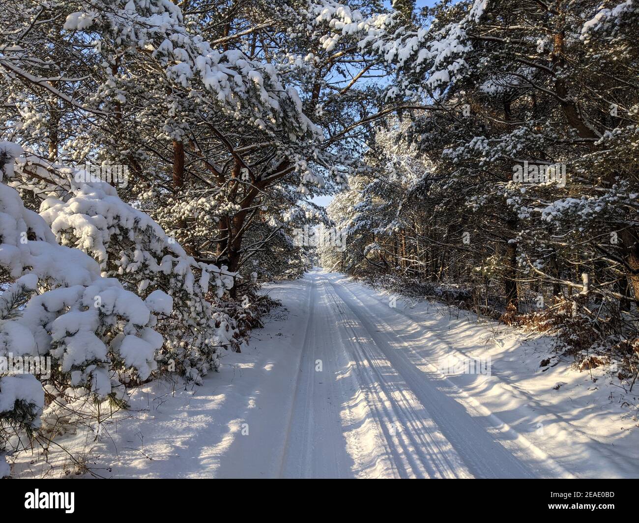 Snow covered road between trees Stock Photo - Alamy