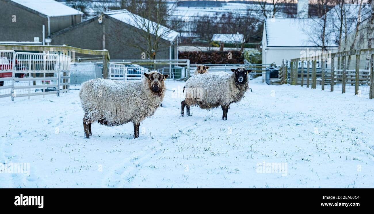 East Lothian, Scotland, United Kingdom, 9th February 2021. UK Weather ...