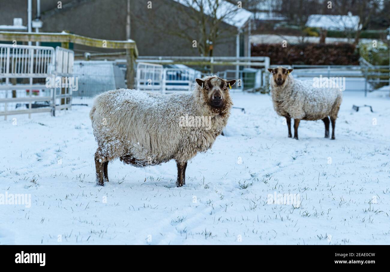 East Lothian, Scotland, United Kingdom, 9th February 2021. UK Weather ...