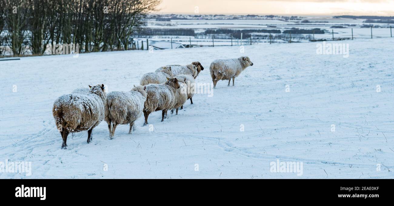 Sheep in snowy field hi-res stock photography and images - Alamy