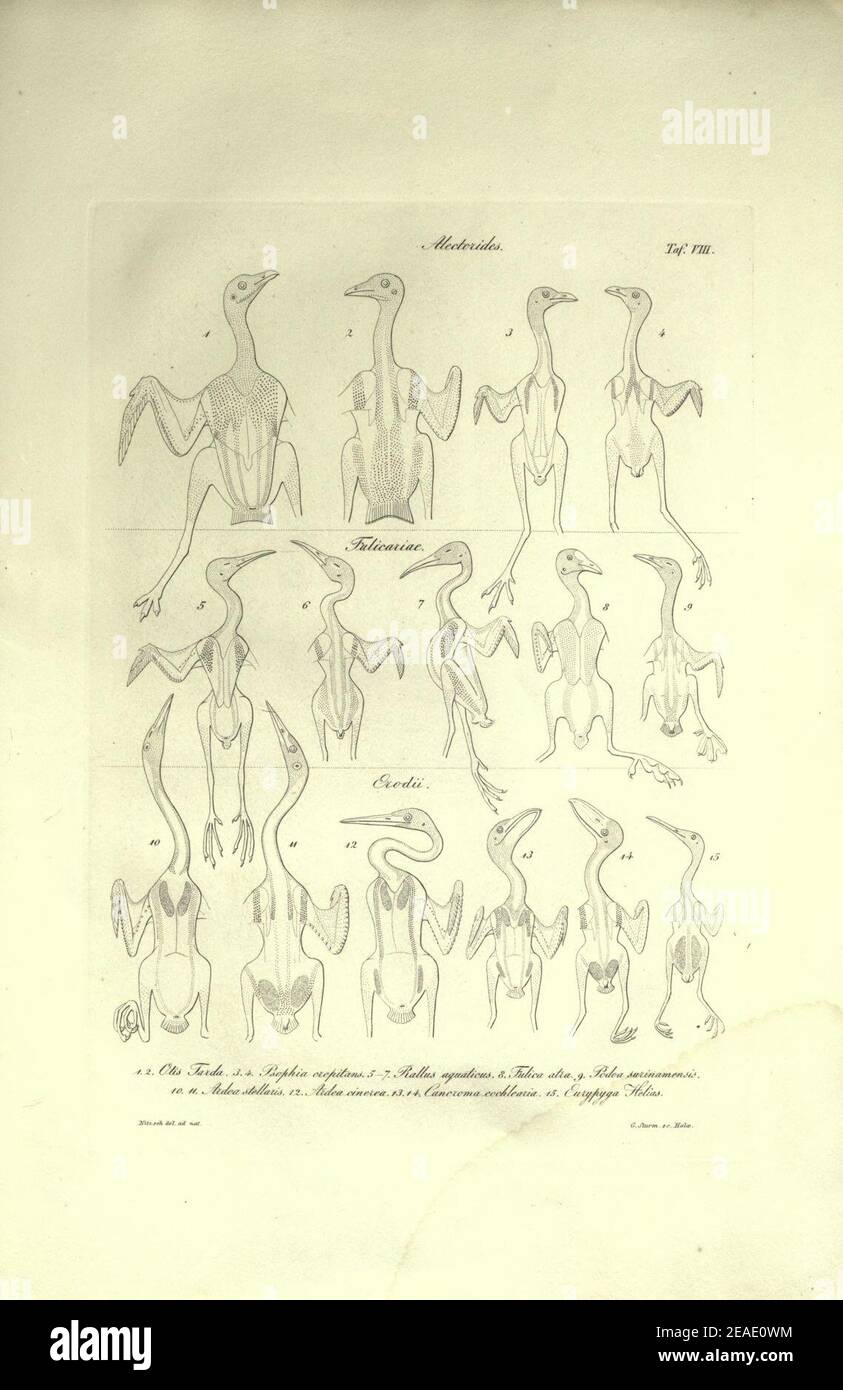 Nitzsch's Pterylography (Taf. VIII Stock Photo - Alamy