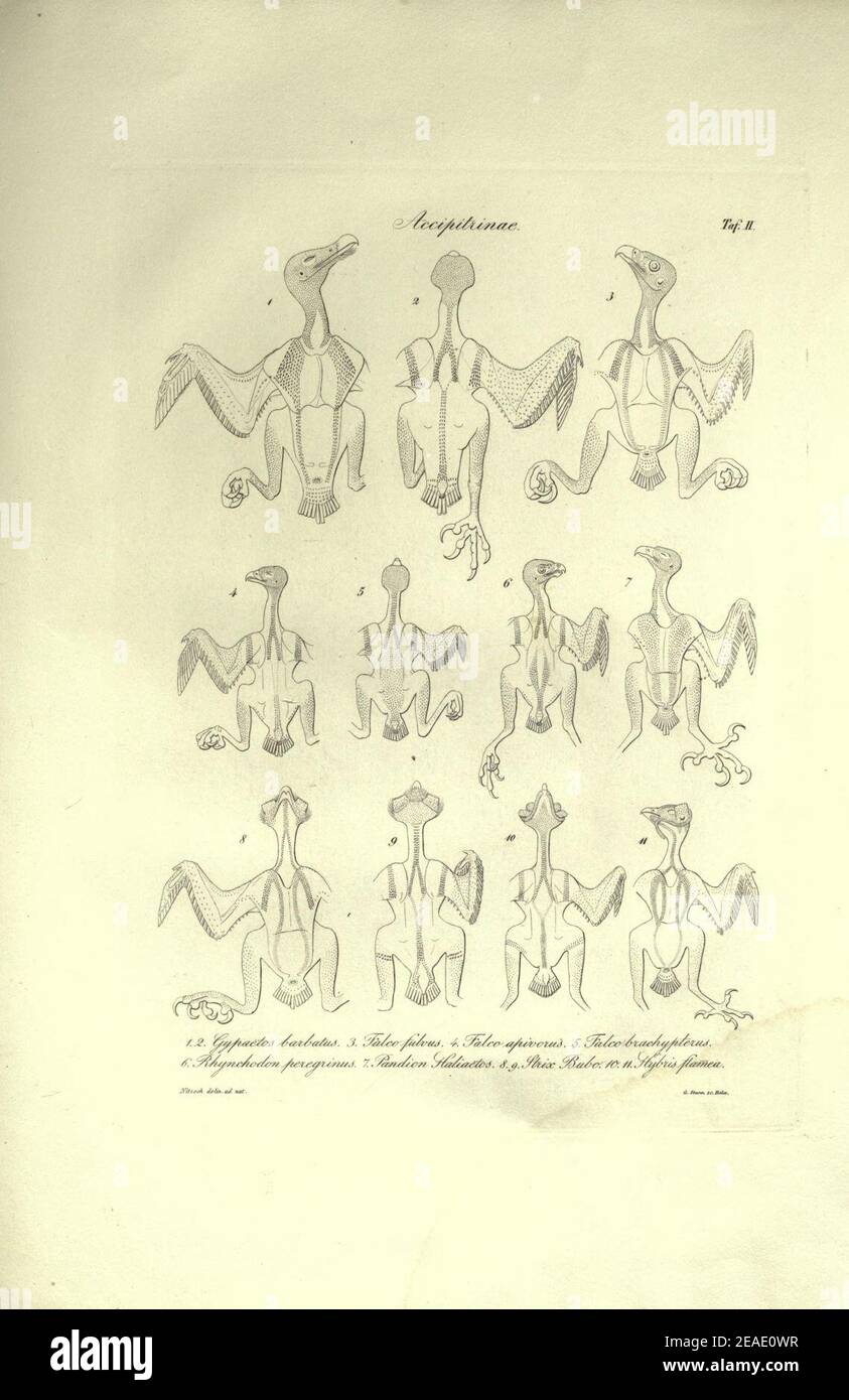 Nitzsch's Pterylography (Taf. II Stock Photo - Alamy