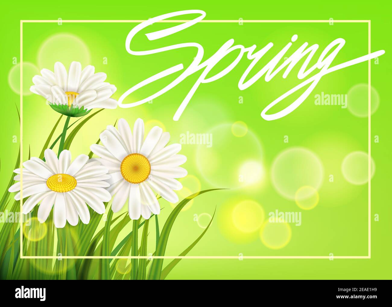 Spring daisies background fresh green grass, pleasant juicy spring ...