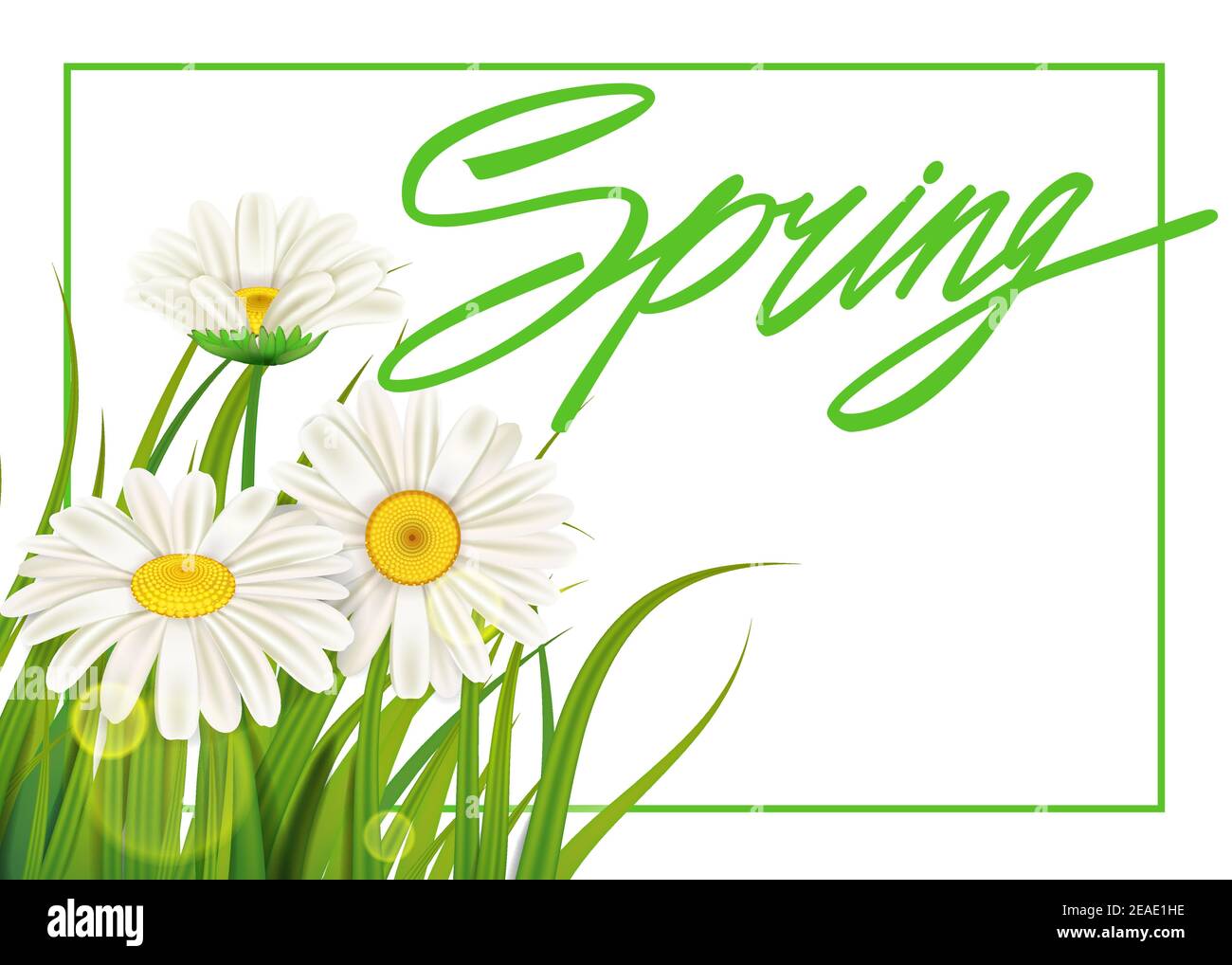 Spring daisies background fresh green grass, pleasant juicy spring ...