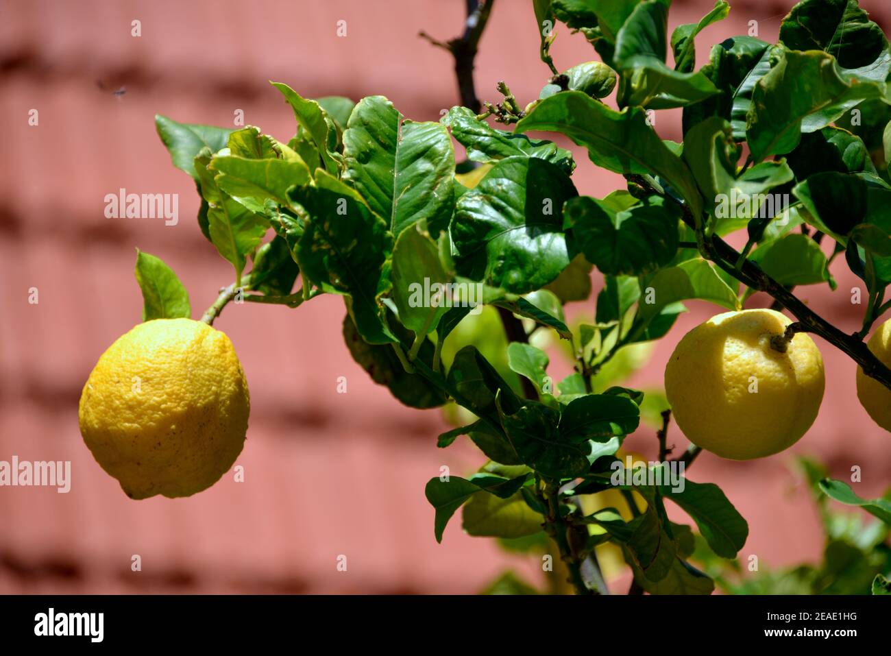 Lemon (citrus limon) on tree in Italy Stock Photo - Alamy