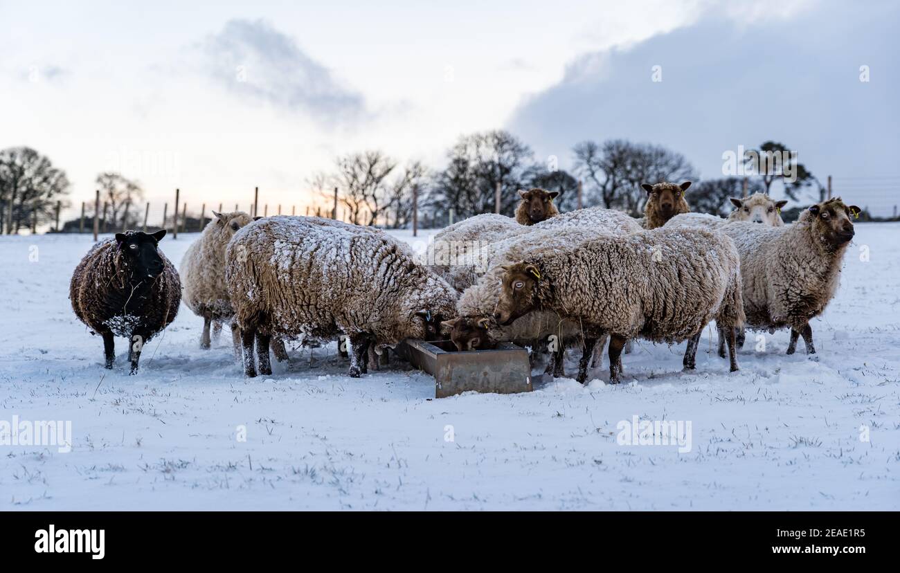 East Lothian, Scotland, United Kingdom, 9th February 2021. UK Weather ...