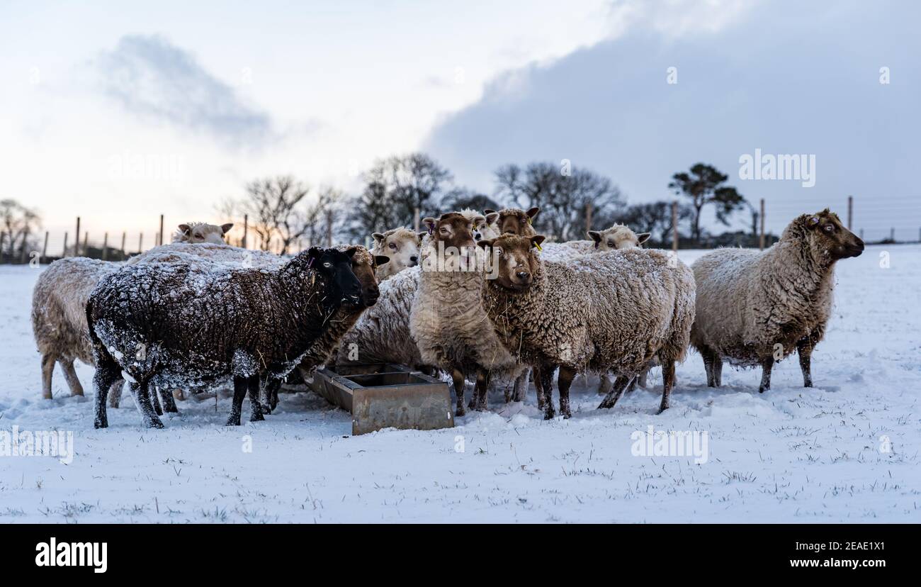 East Lothian, Scotland, United Kingdom, 9th February 2021. UK Weather ...