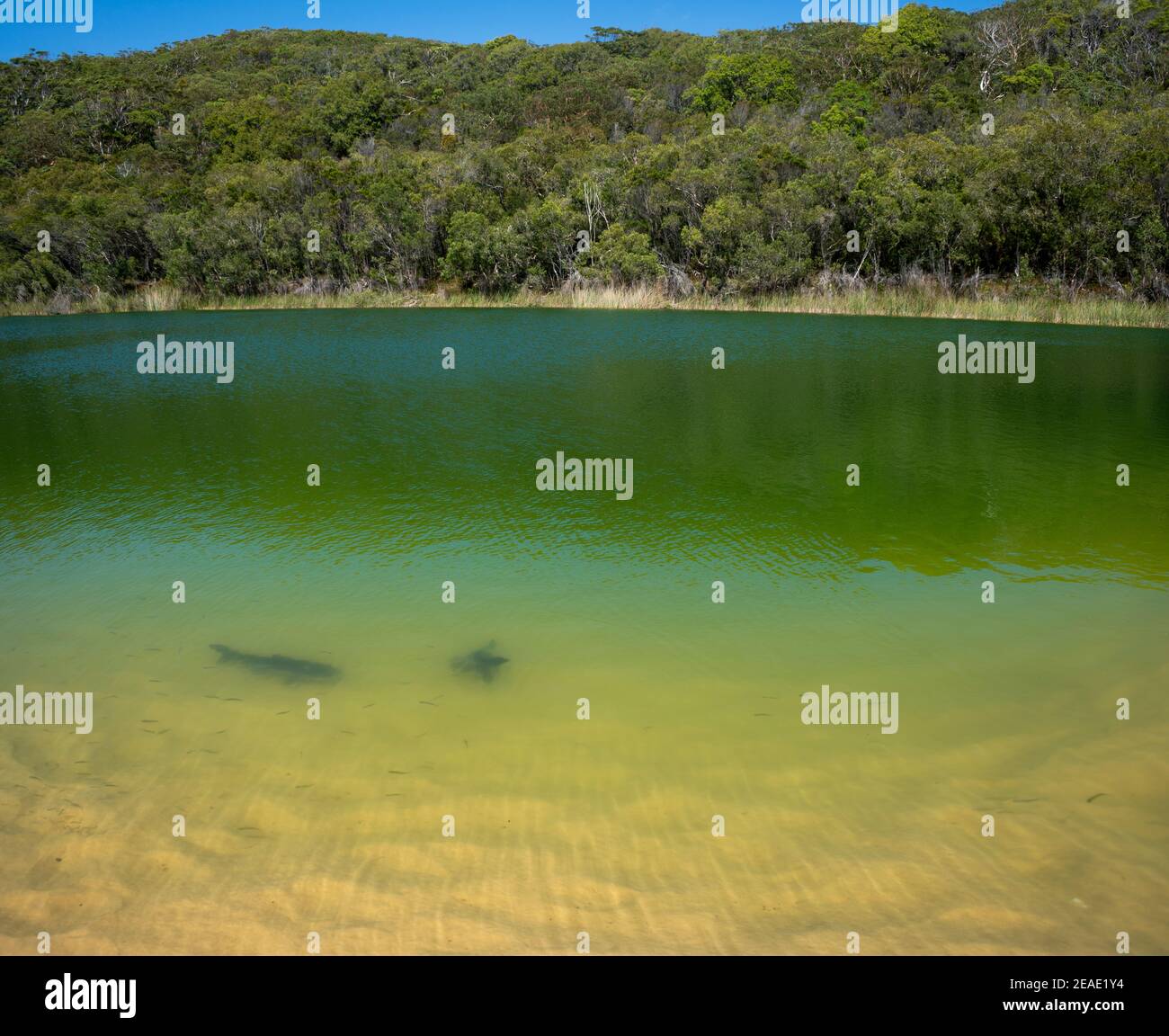 Lake Wabby on Great Sandy National Park Queensland Australia Stock ...
