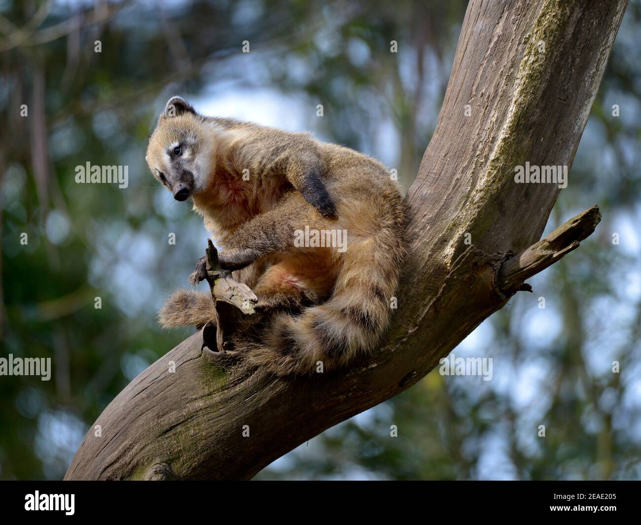 South American Coati, or Ring-tailed Coati (Nasua nasua), sitting on ...