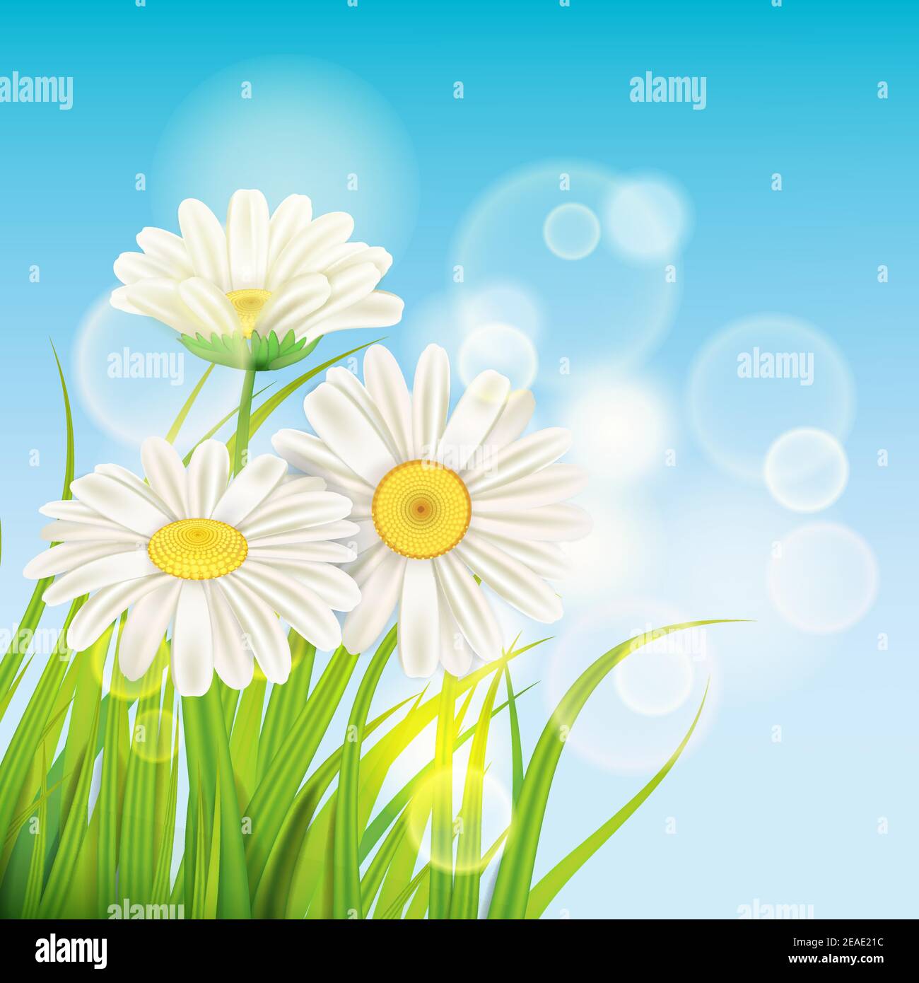 Spring daisies background fresh green grass, pleasant juicy spring ...