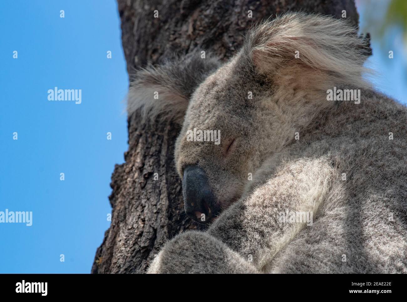 Koala hugging tree hi-res stock photography and images - Alamy