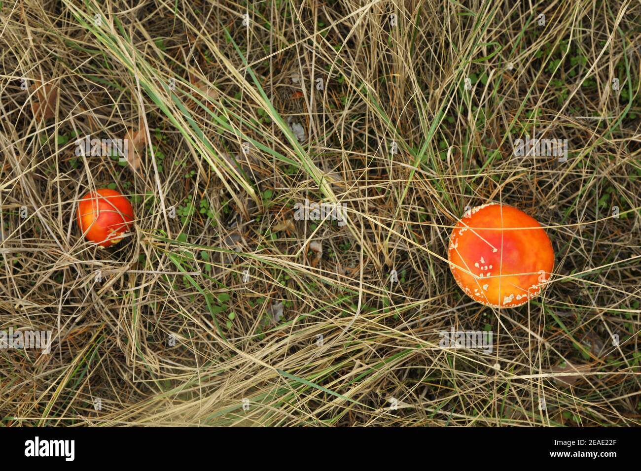 Gold top mushrooms hi-res stock photography and images - Alamy