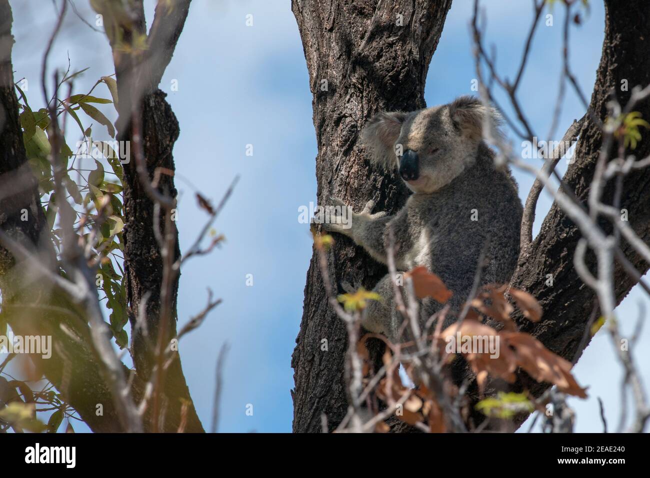 Koala hugging tree hi-res stock photography and images - Alamy